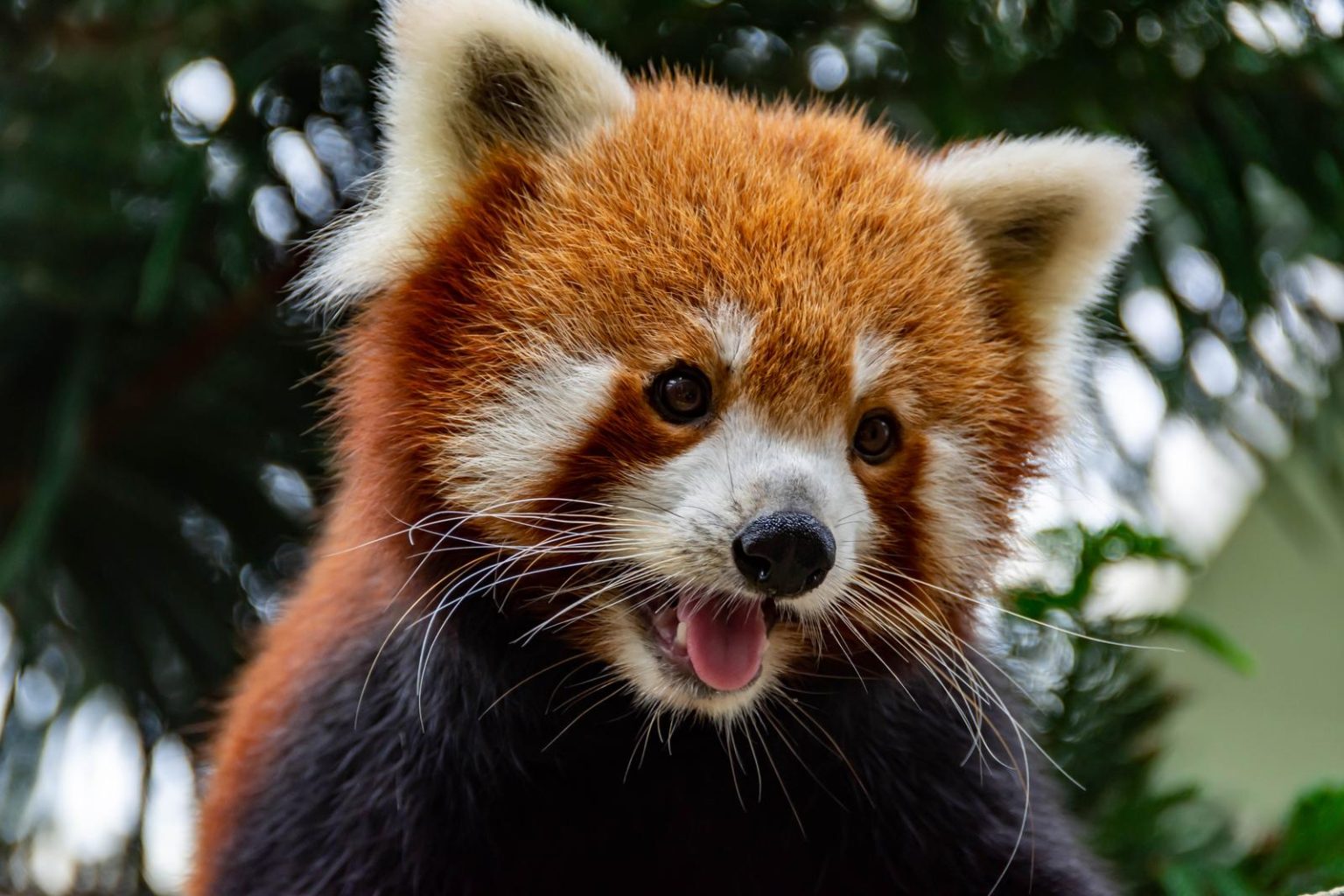 Los pandas rojos son fundamentales para el turismo sostenible de Nepal ...