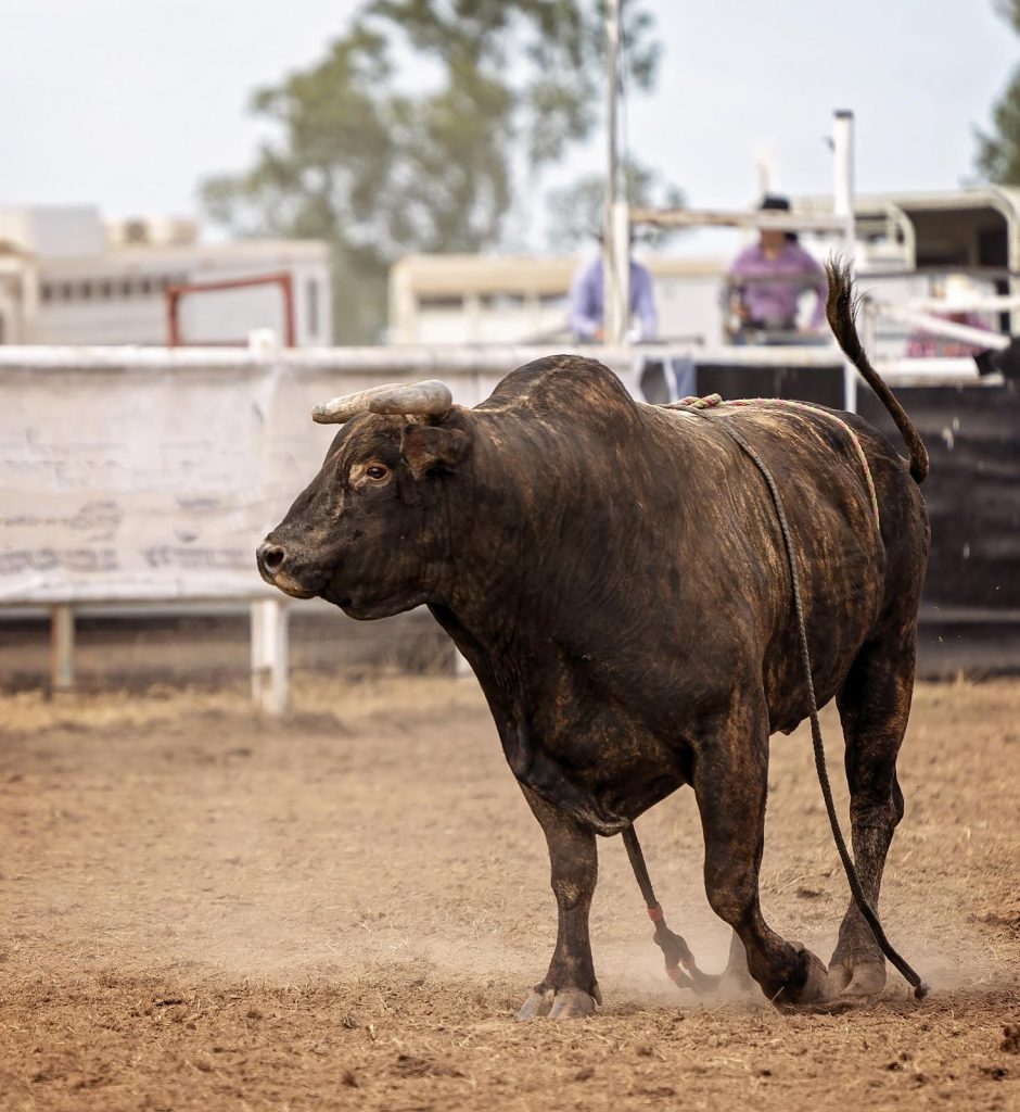 El primer santuario para toros rescatados abre en Colombia - Ecoturismo ...