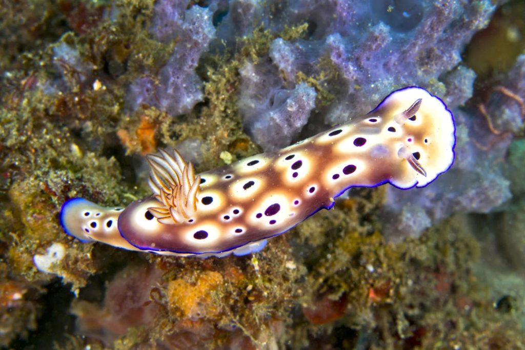 En las playas de Falmouth se ha encontrado una babosa marina arco iris ...